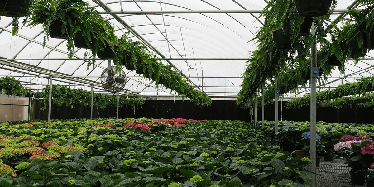 BASF Ornamentals | Home