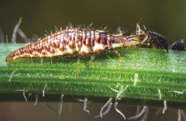 Nature's Army: Biocontrols